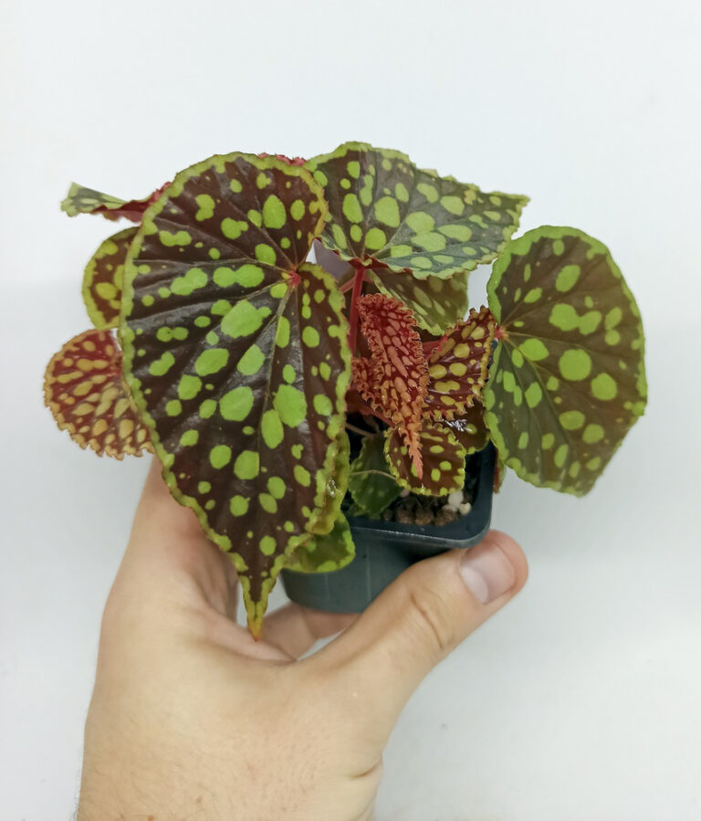 Premium Begonias - BEGONIASYMAS.COM