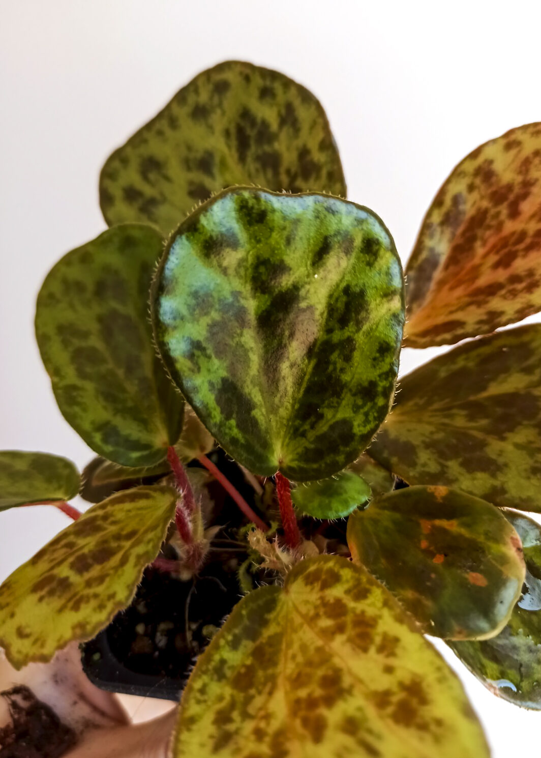 Premium Begonias - BEGONIASYMAS.COM