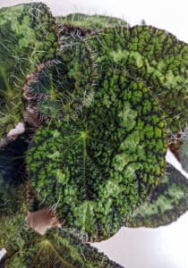 Boutique en ligne de bégonias et d'orchidées - BEGONIASYMAS.COM