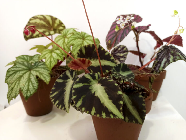 Main diseases and pests of begonias - BEGONIASYMAS.COM
