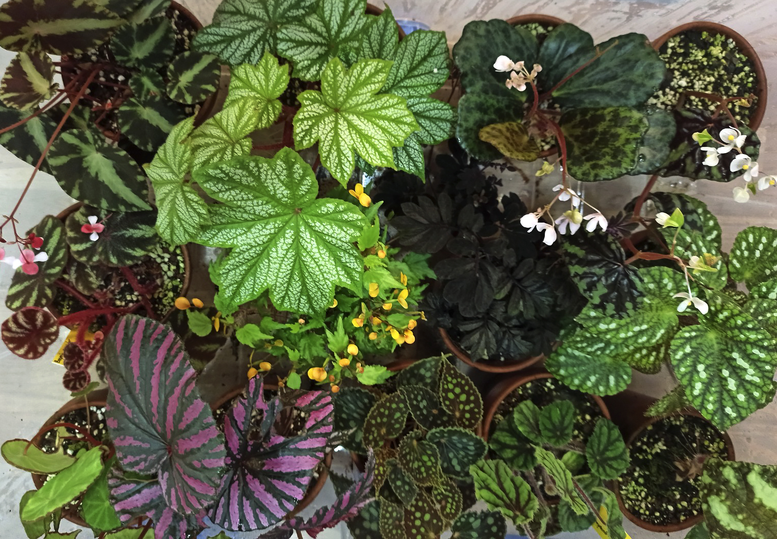 Begonias de terrario: las Joyas de la selva - BEGONIASYMAS.COM