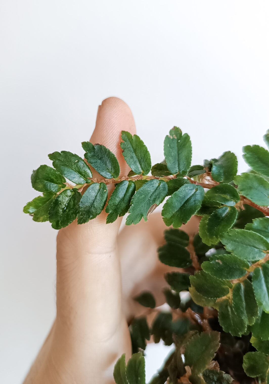 Begonia foliosa miniata / fuchsioides - BEGONIASYMAS.COM