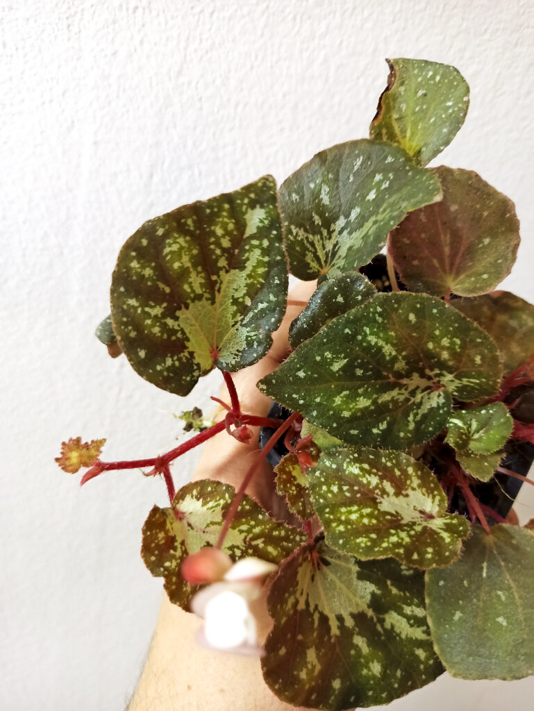 Begonia U074 - BEGONIASYMAS.COM
