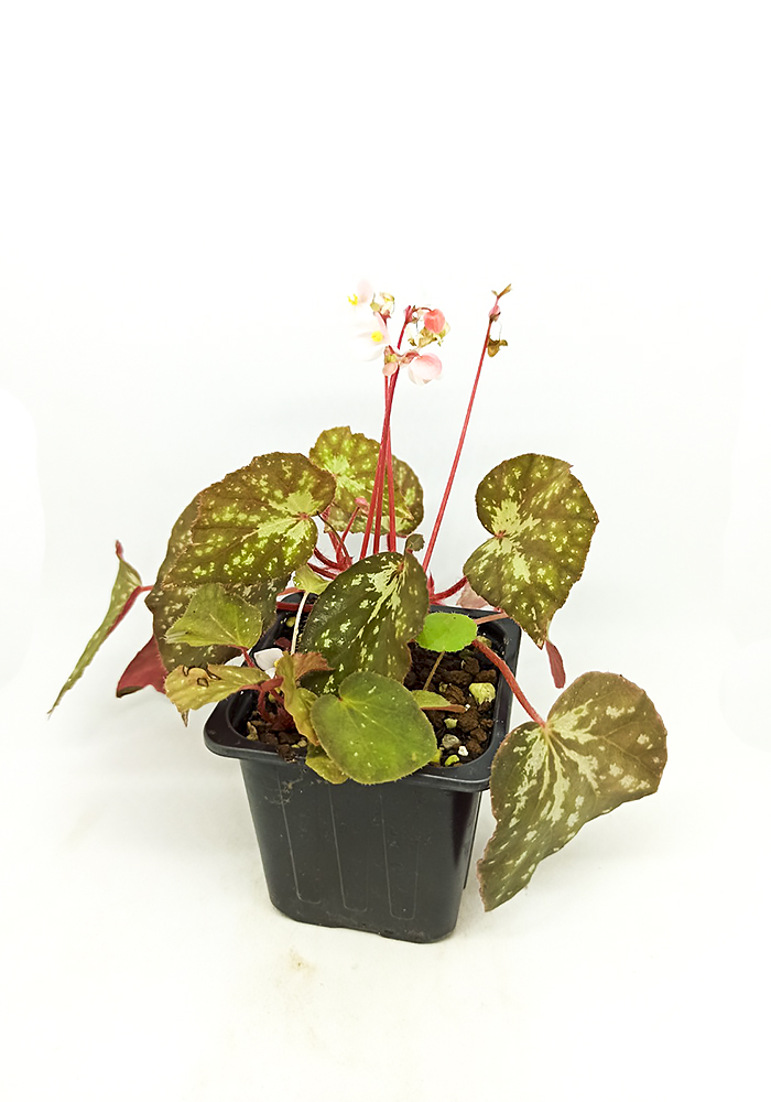 Begonia U074 - BEGONIASYMAS.COM