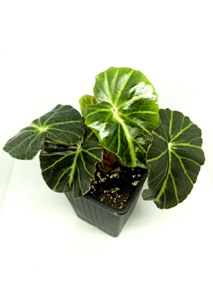 Begonia chingipengii - BEGONIASYMAS.COM