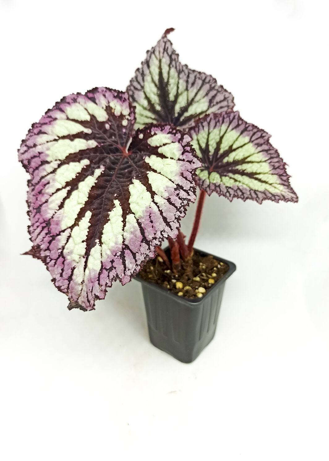 Begonias Rex - BEGONIASYMAS.COM