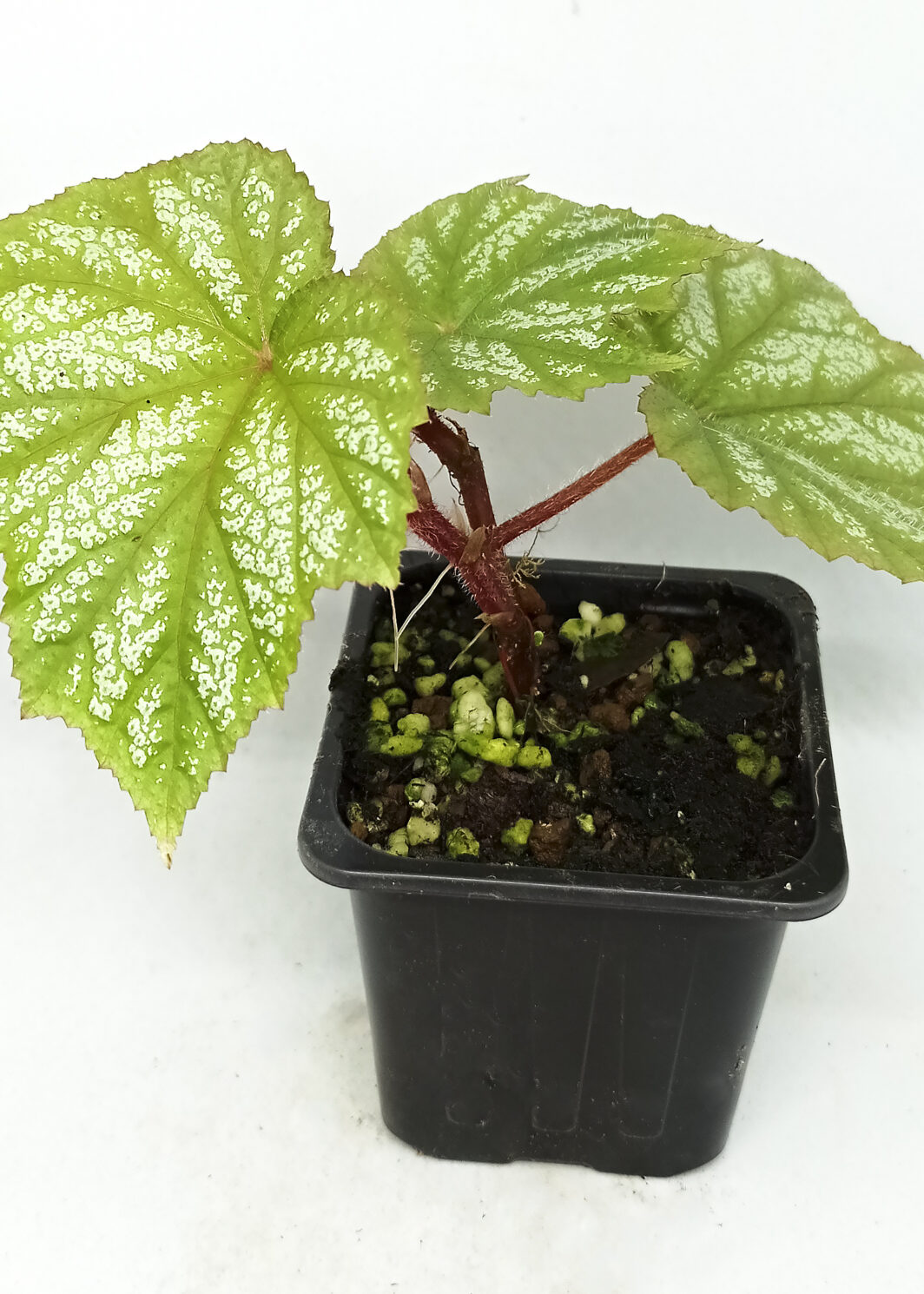 Premium Begonias - BEGONIASYMAS.COM