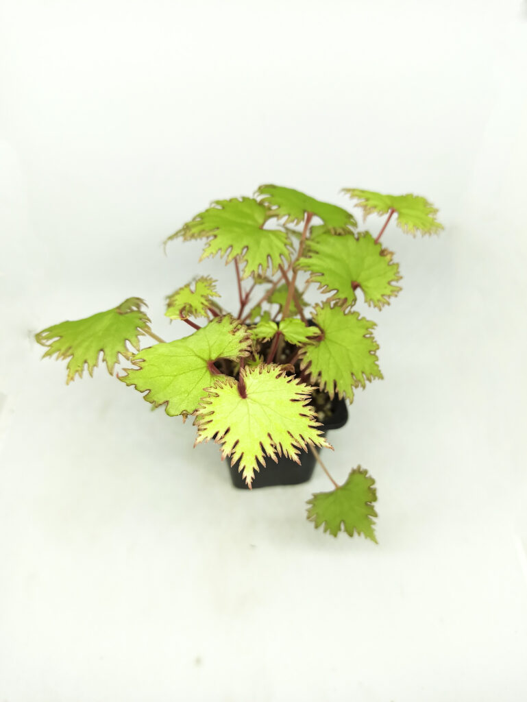 Begonia lyallii - BEGONIASYMAS.COM