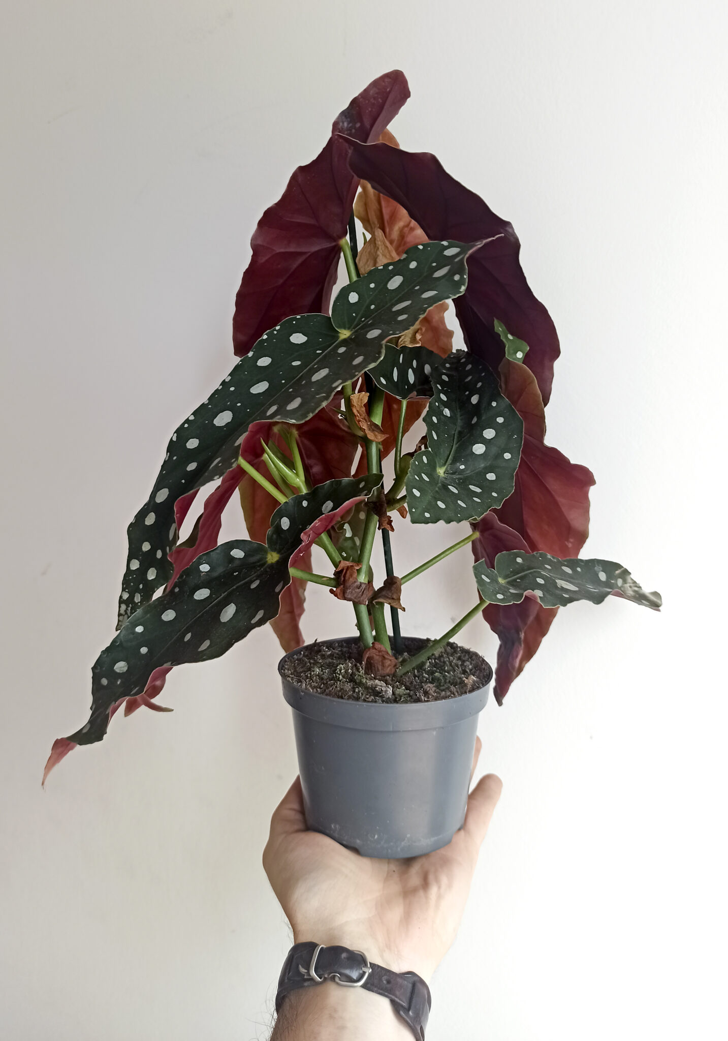 Begonia maculata wightii - BEGONIASYMAS.COM