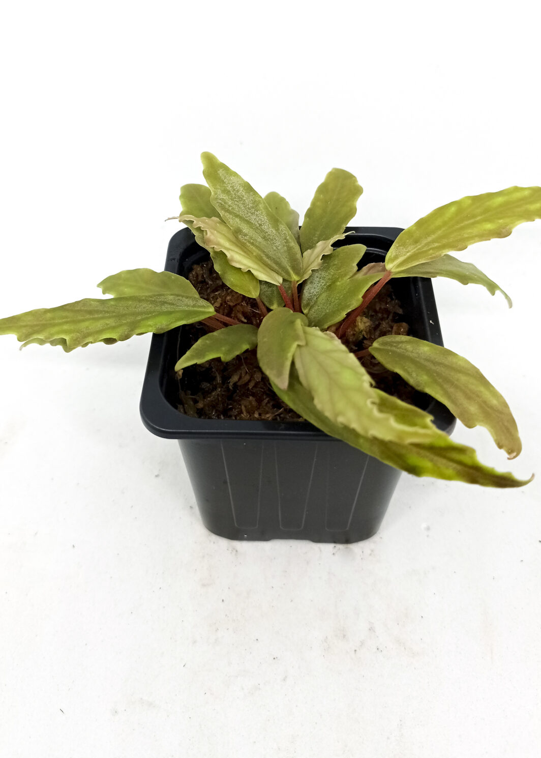 Begonias Premium - BEGONIASYMAS.COM