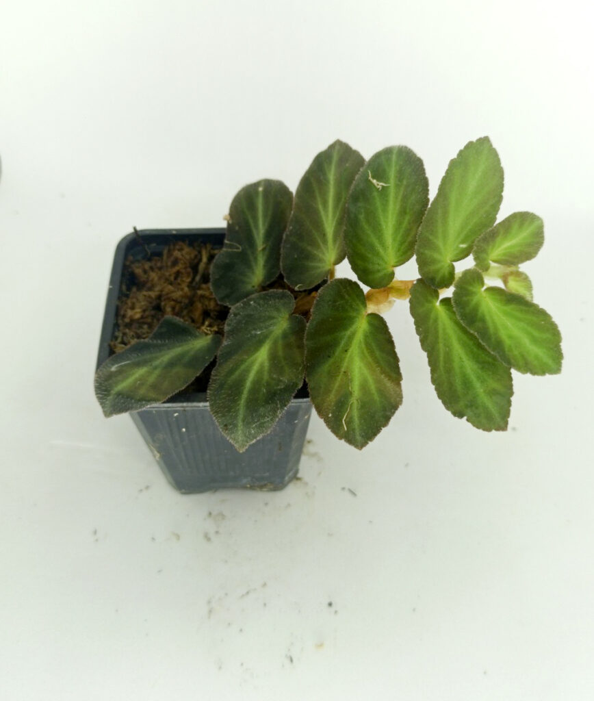 Begonia thelmae - BEGONIASYMAS.COM