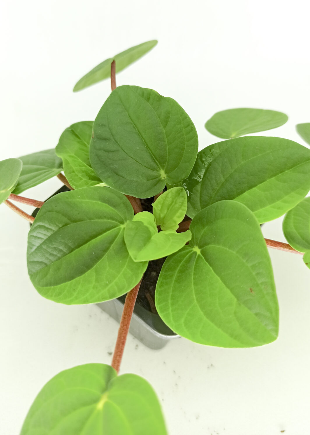 Peperomias - BEGONIASYMAS.COM