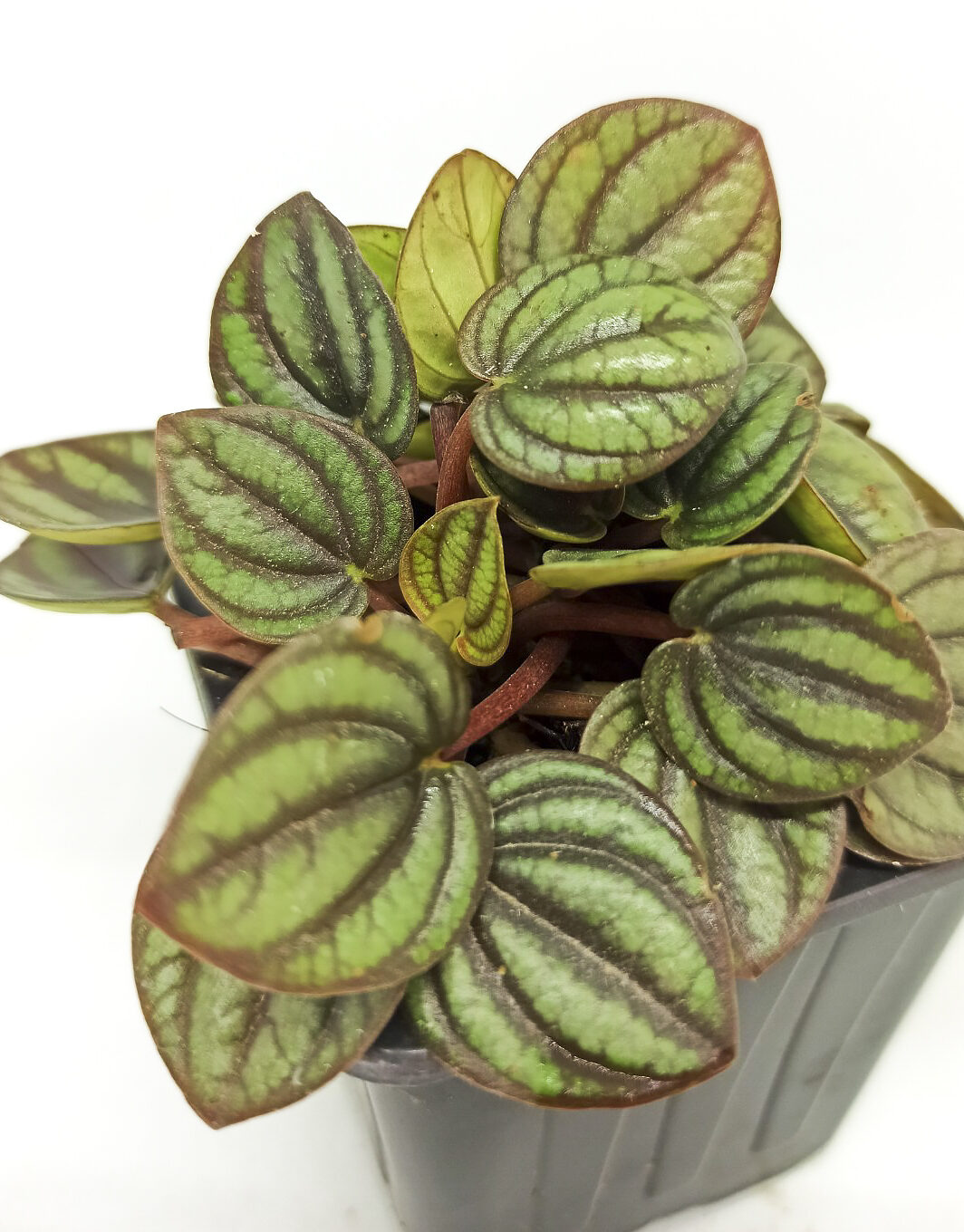 Peperomias - BEGONIASYMAS.COM