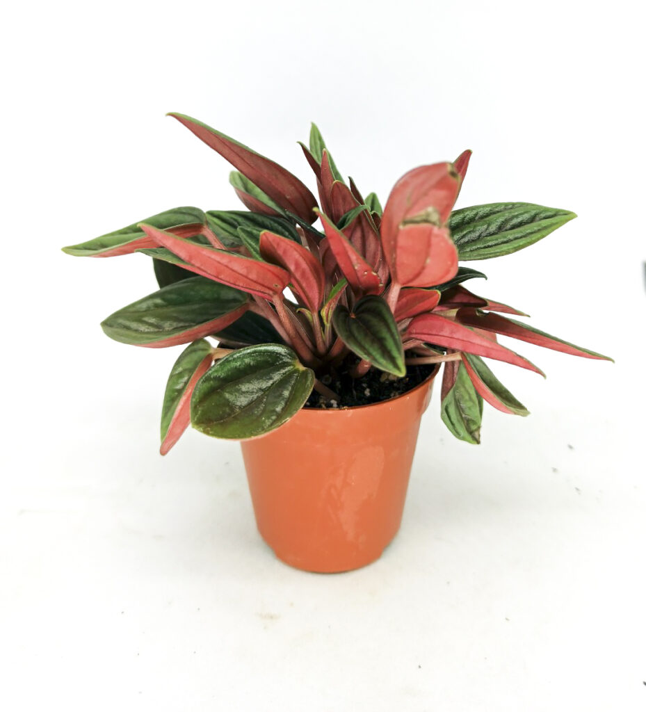 Peperomia rosso - BEGONIASYMAS.COM