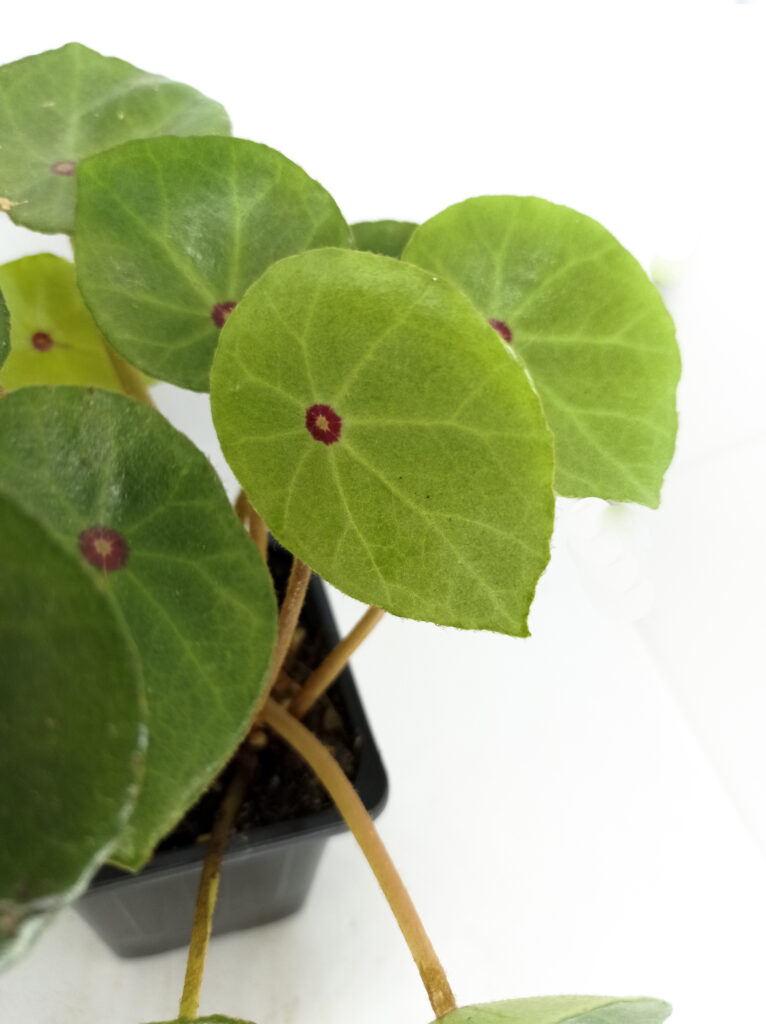 Begonia conchifolia red ruby - BEGONIASYMAS.COM