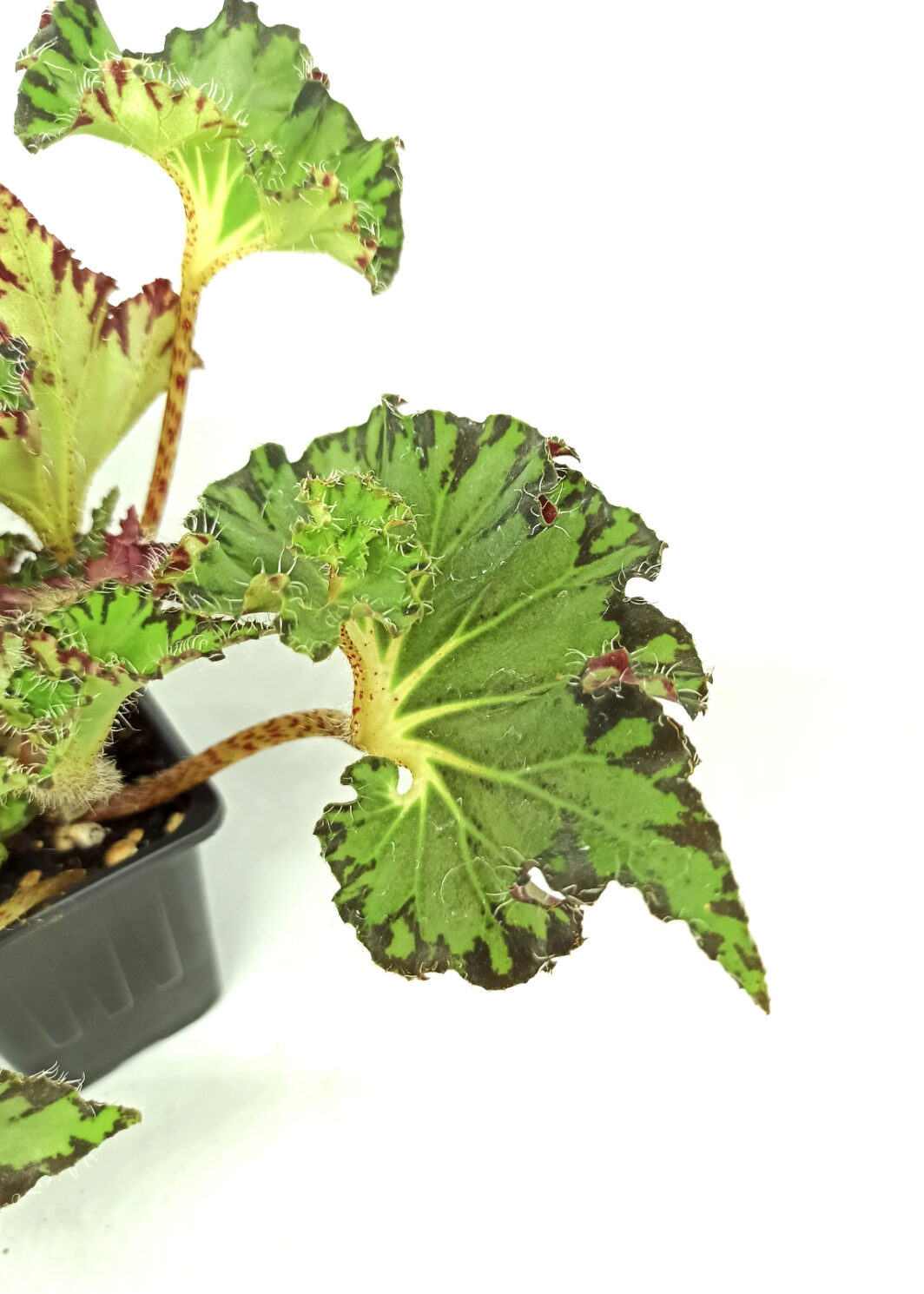 Begonias Rex - BEGONIASYMAS.COM