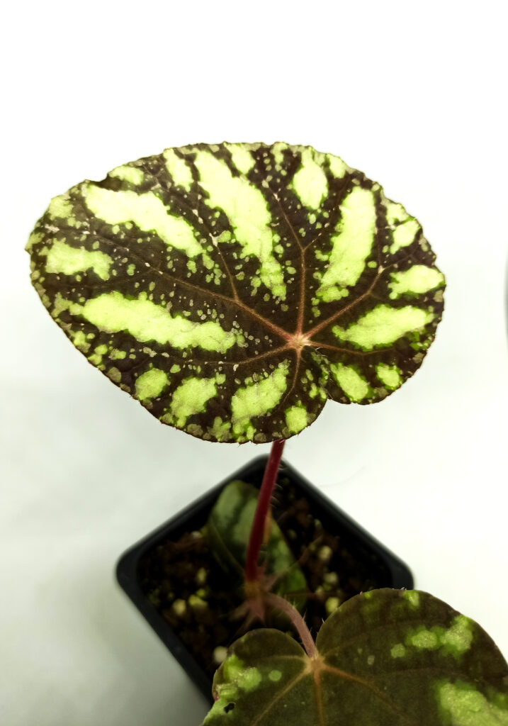 Begonia xanthina dark shadows - BEGONIASYMAS.COM