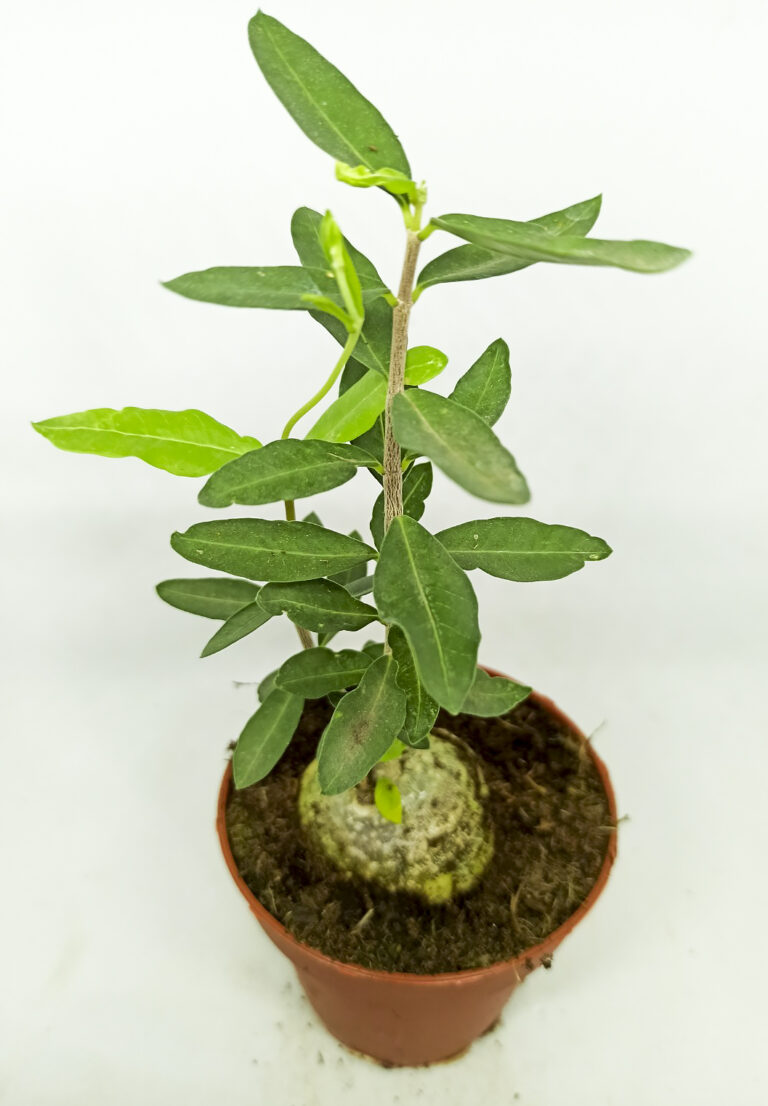 Fockea edulis - BEGONIASYMAS.COM