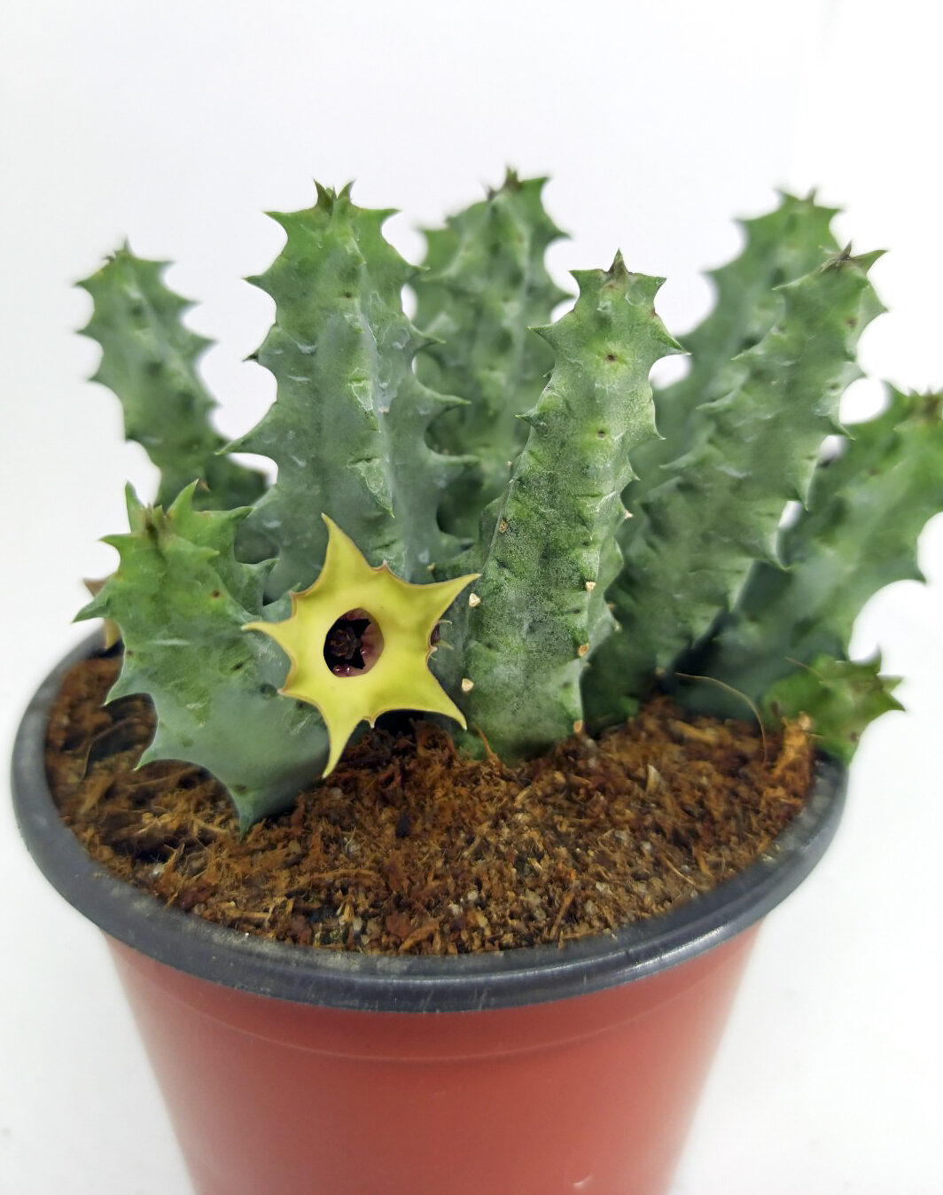 Cactus y Suculentas - BEGONIASYMAS.COM