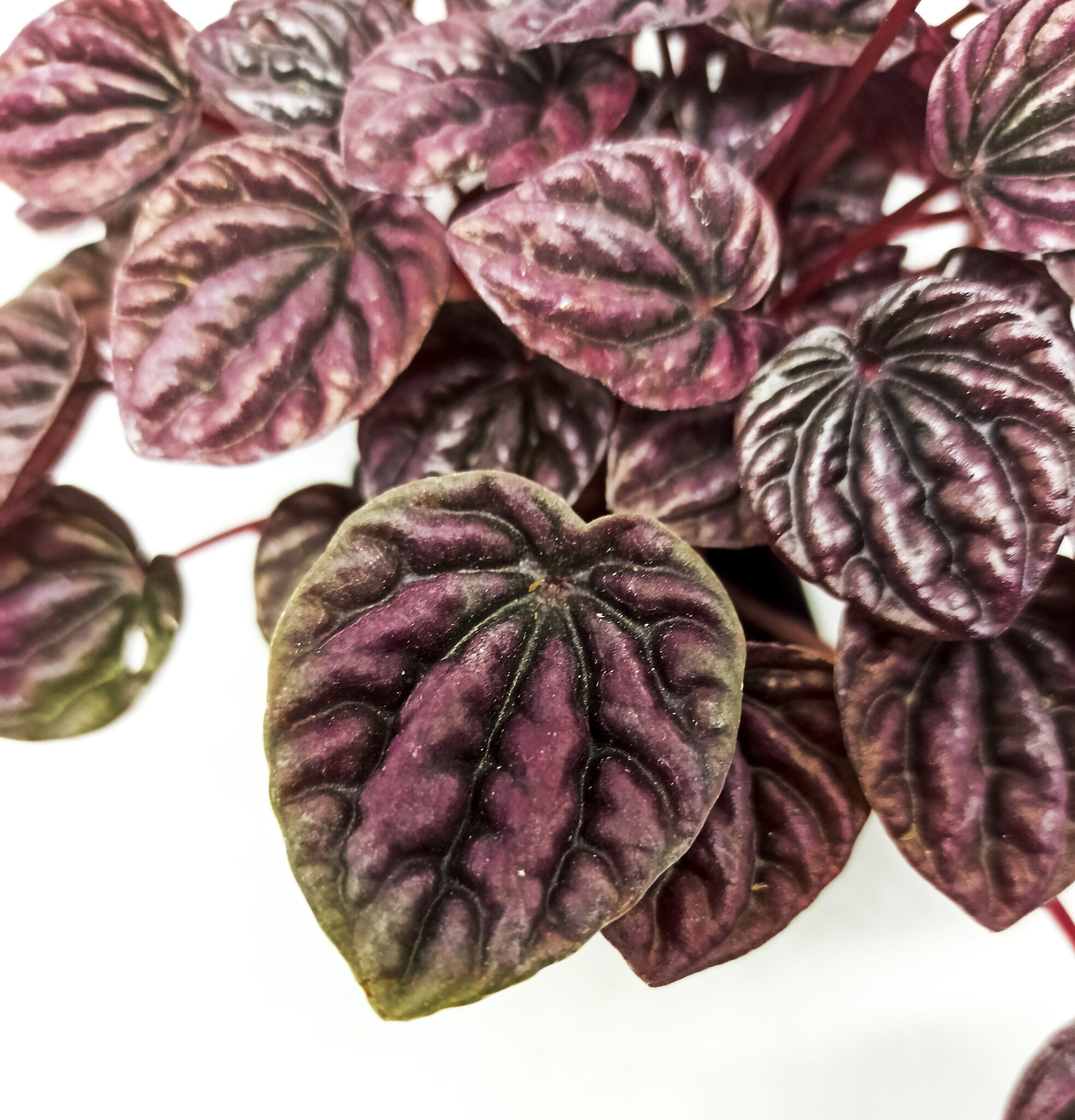 Peperomia caperata red luna - BEGONIASYMAS.COM