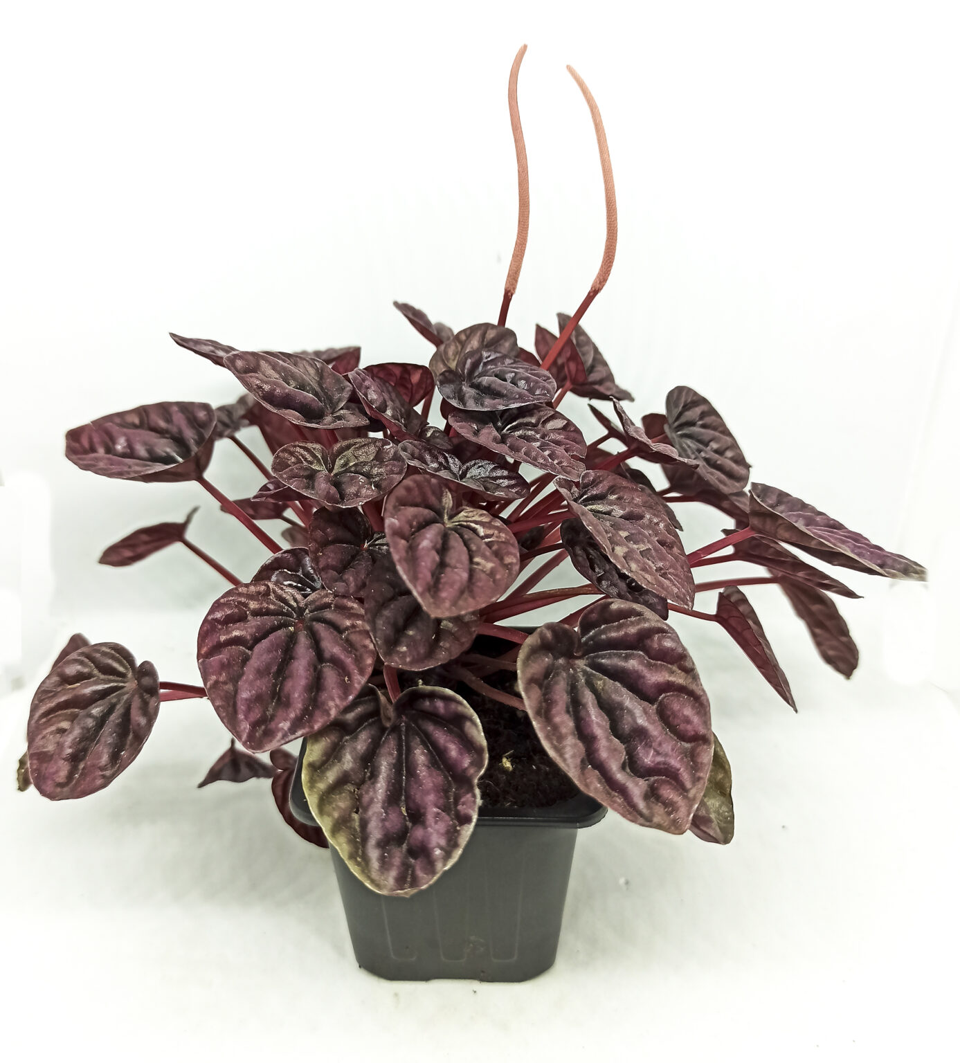 Peperomia caperata red luna - BEGONIASYMAS.COM