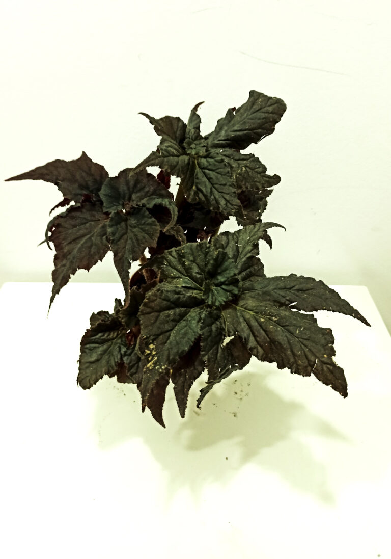 Tienda Online de Begonias y Orquídeas - BEGONIASYMAS.COM