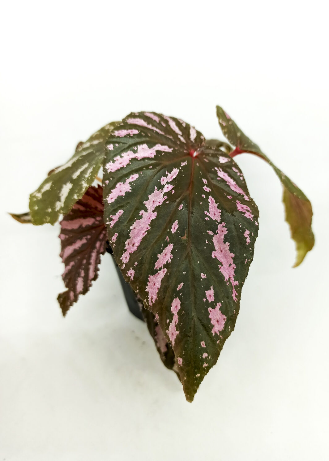 Begonias Premium - BEGONIASYMAS.COM