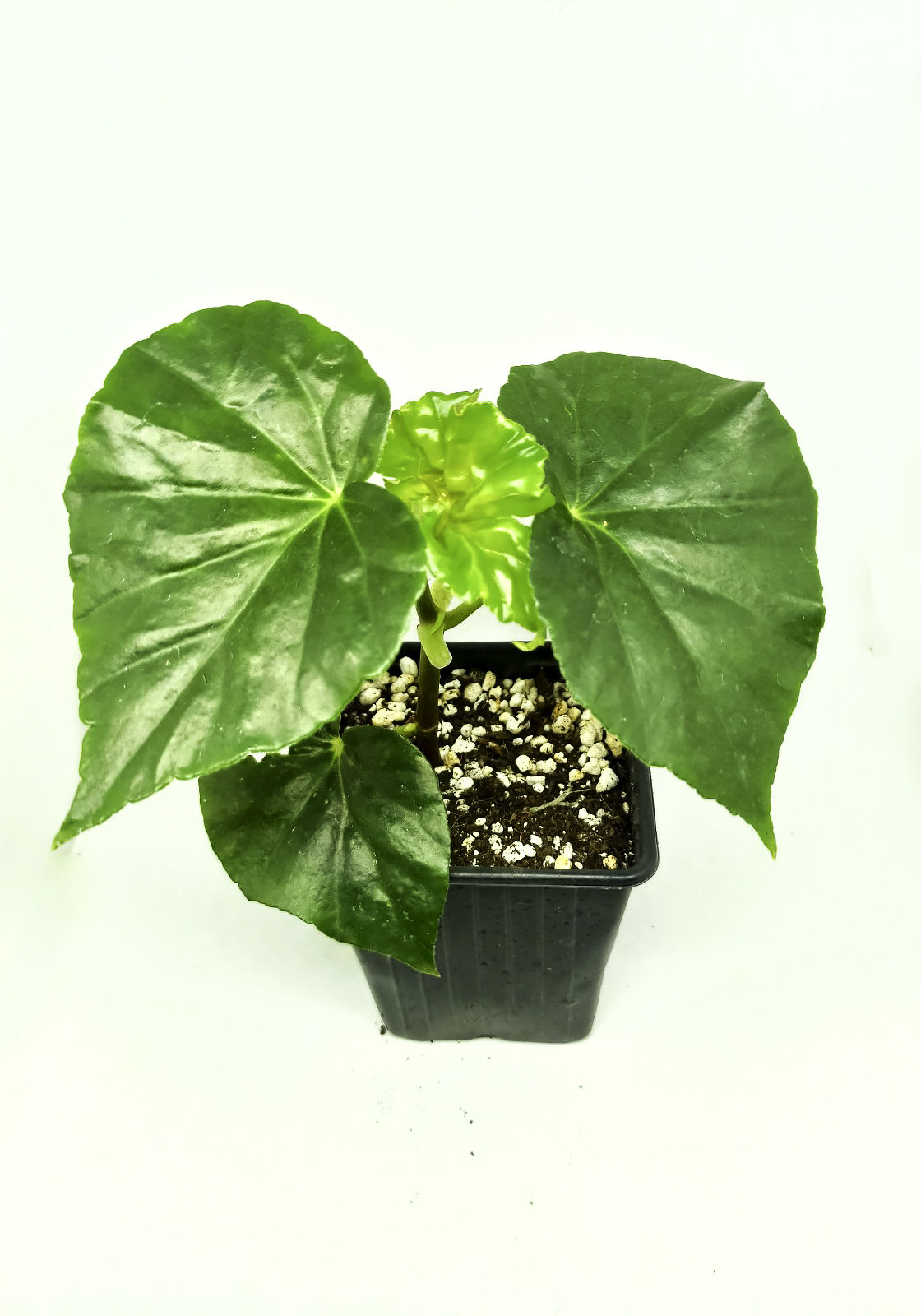Begonia Odorata alba (fragrant flower) - BEGONIASYMAS.COM
