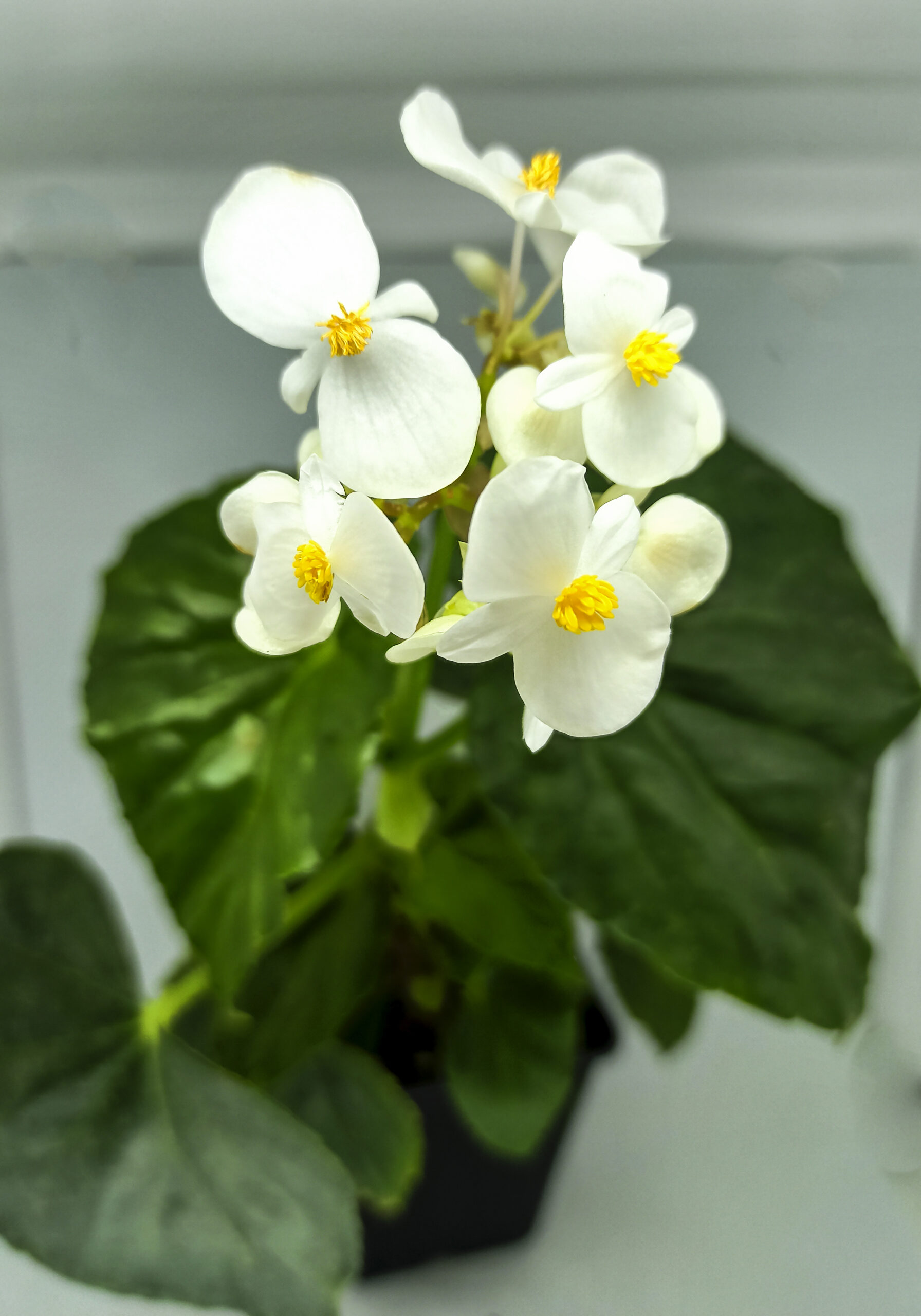 Begonia Odorata alba ( flor fragante) - BEGONIASYMAS.COM