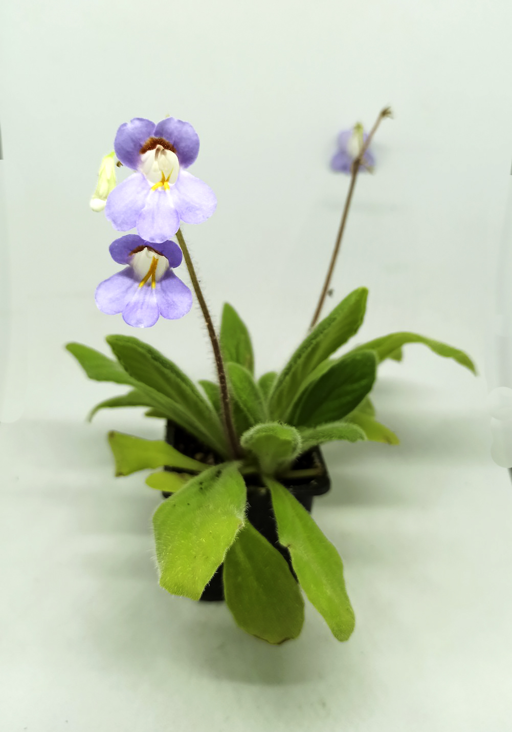 Begonias and Orchids Online Store - BEGONIASYMAS.COM