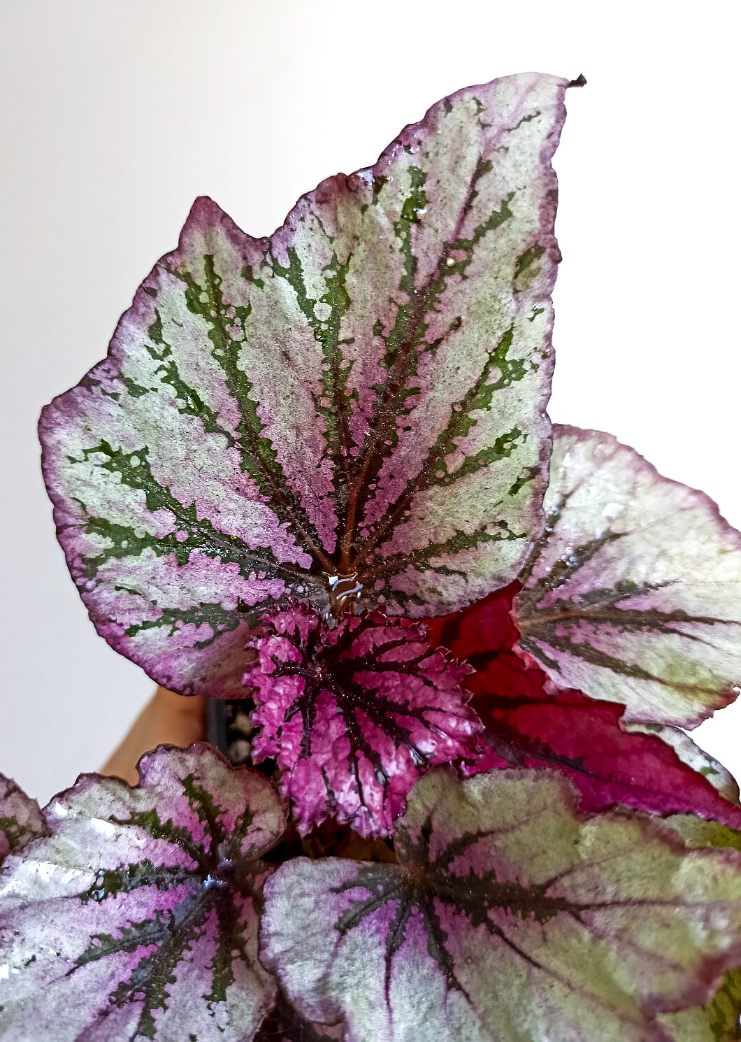 Begonias Rex - BEGONIASYMAS.COM