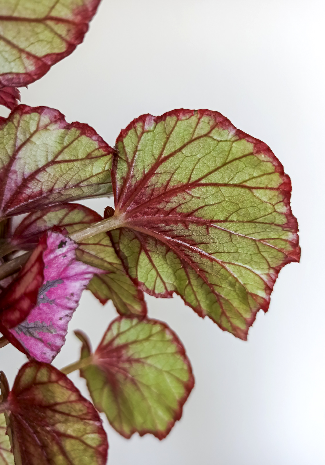 Begonia Indian summer - BEGONIASYMAS.COM