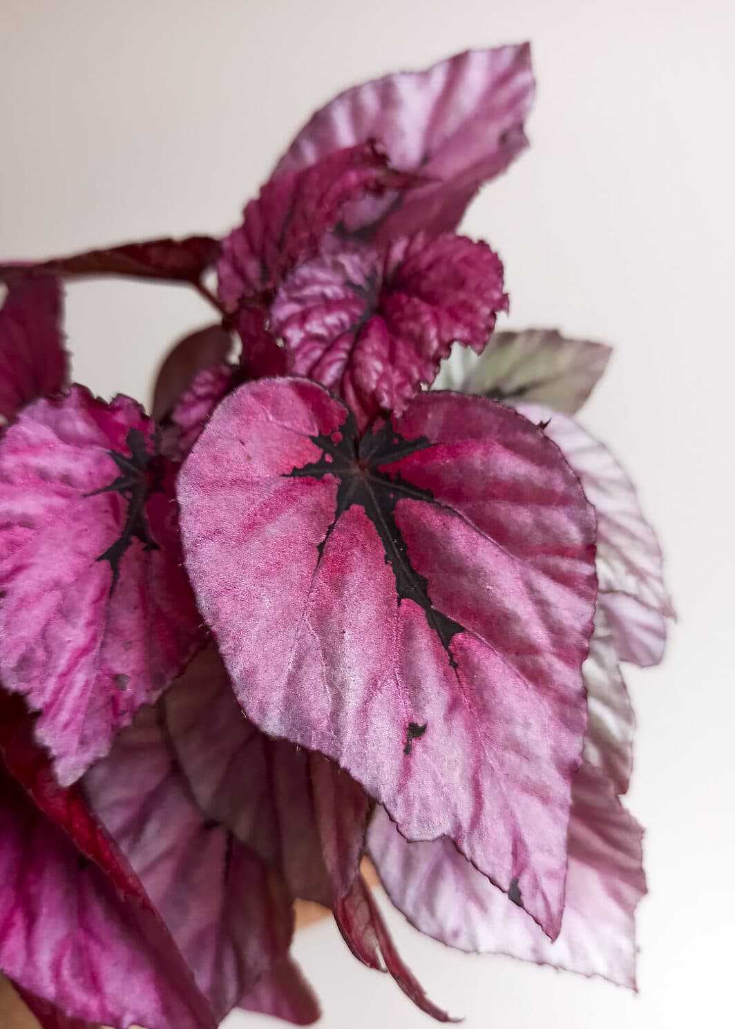 Tienda Online de Begonias y Orquídeas - BEGONIASYMAS.COM