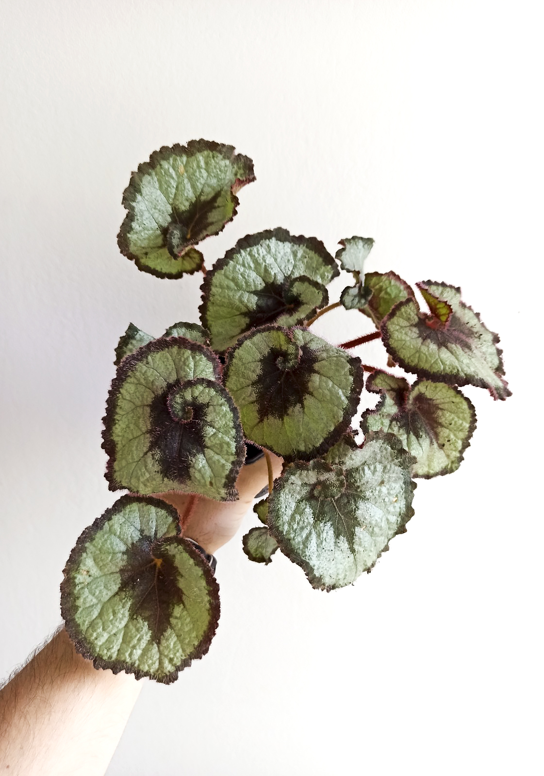 Begonia rex escargot - BEGONIASYMAS.COM