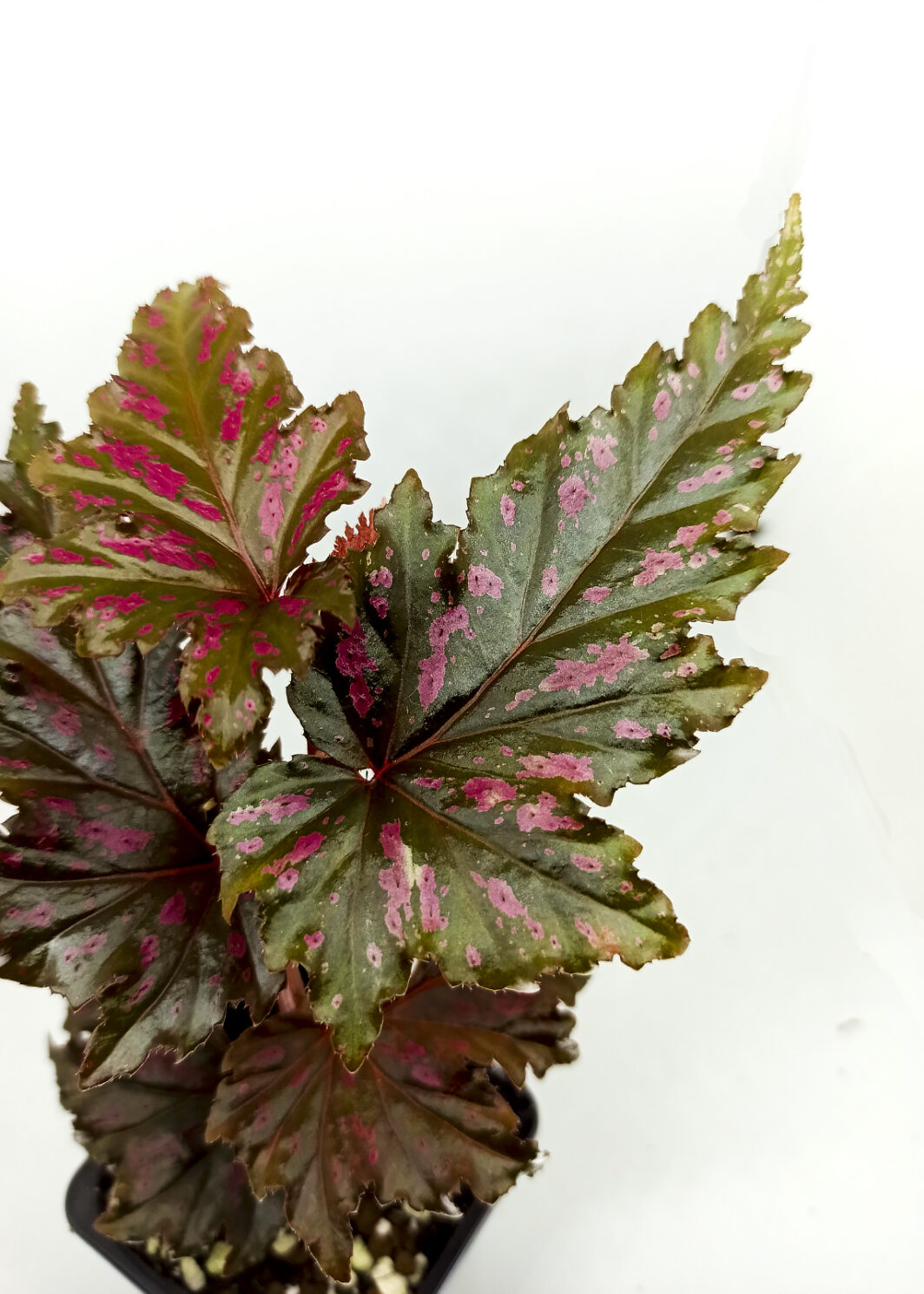 Begonias Premium - BEGONIASYMAS.COM