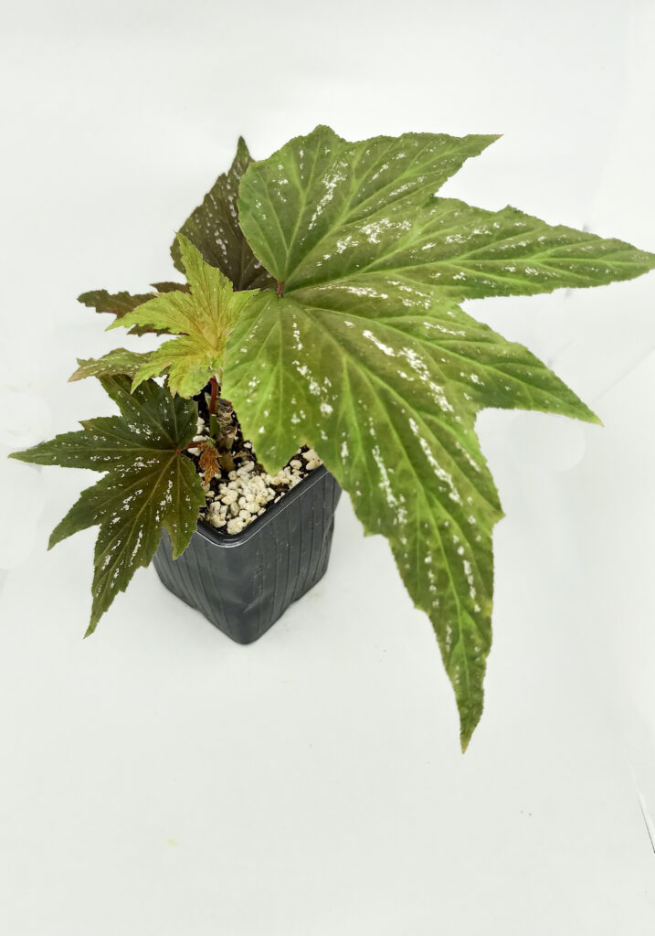 Begonia aconitifolia - BEGONIASYMAS.COM