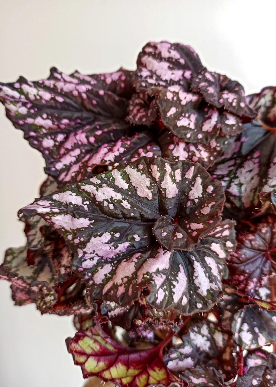 Boutique en ligne de bégonias et d'orchidées - BEGONIASYMAS.COM