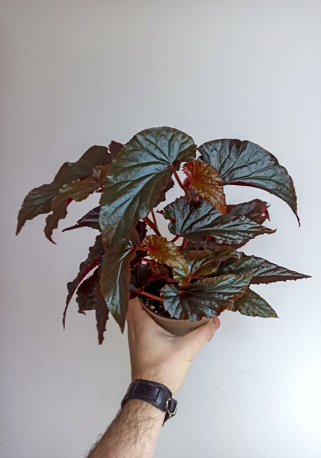 Begonia Arabian sunset - BEGONIASYMAS.COM