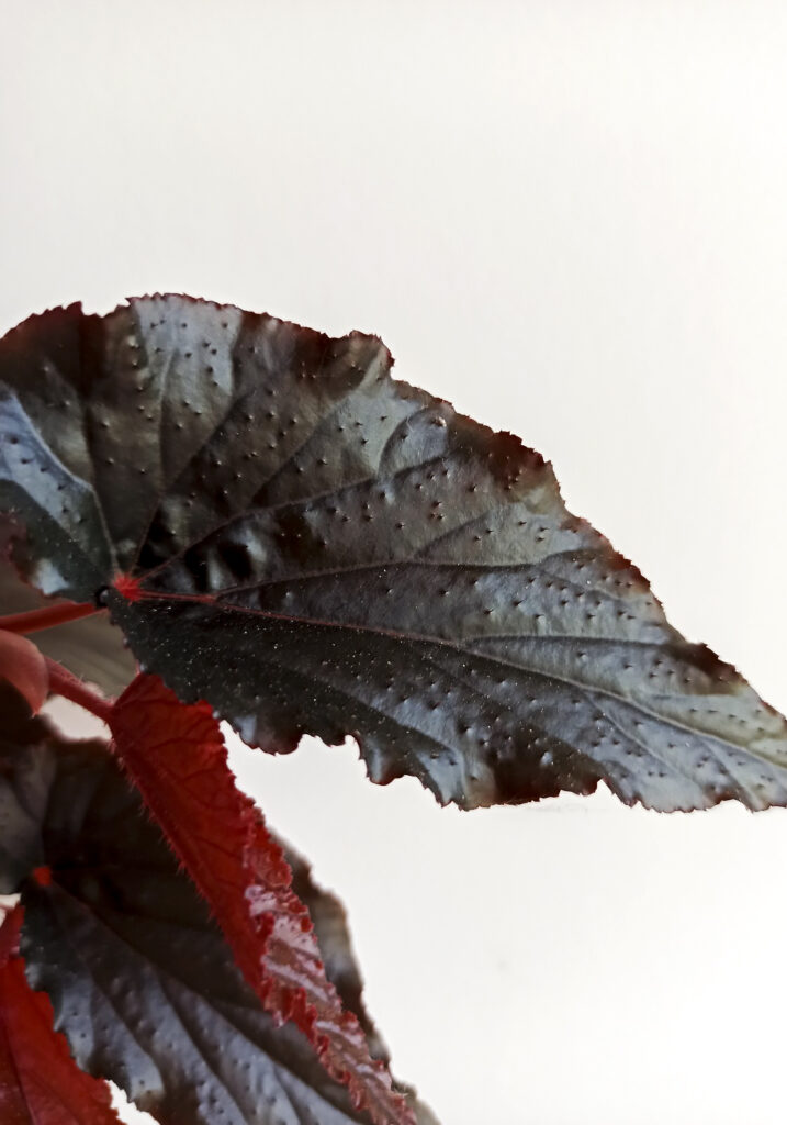 Begonia Arabian sunset - BEGONIASYMAS.COM