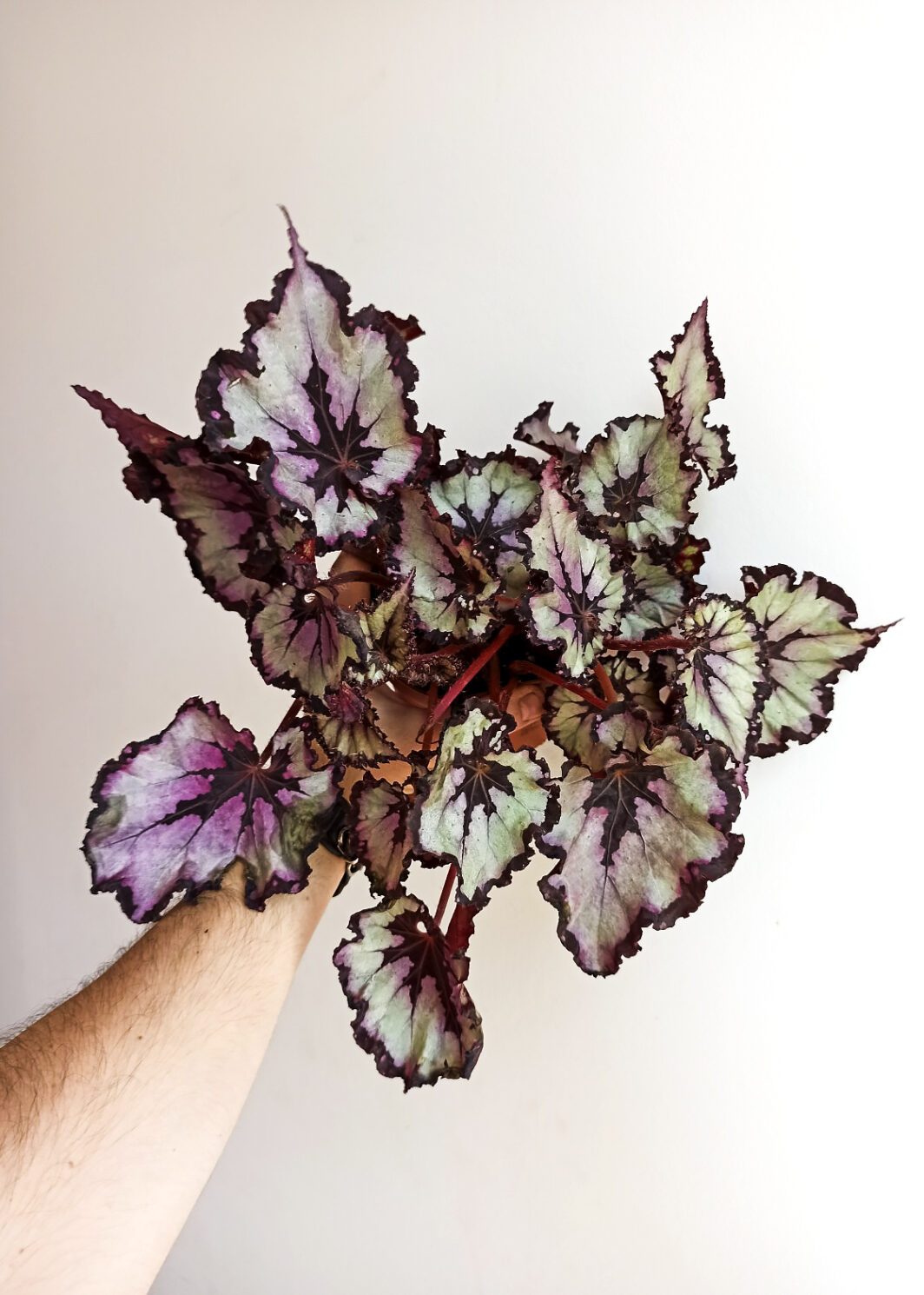 Begonias Rex - BEGONIASYMAS.COM