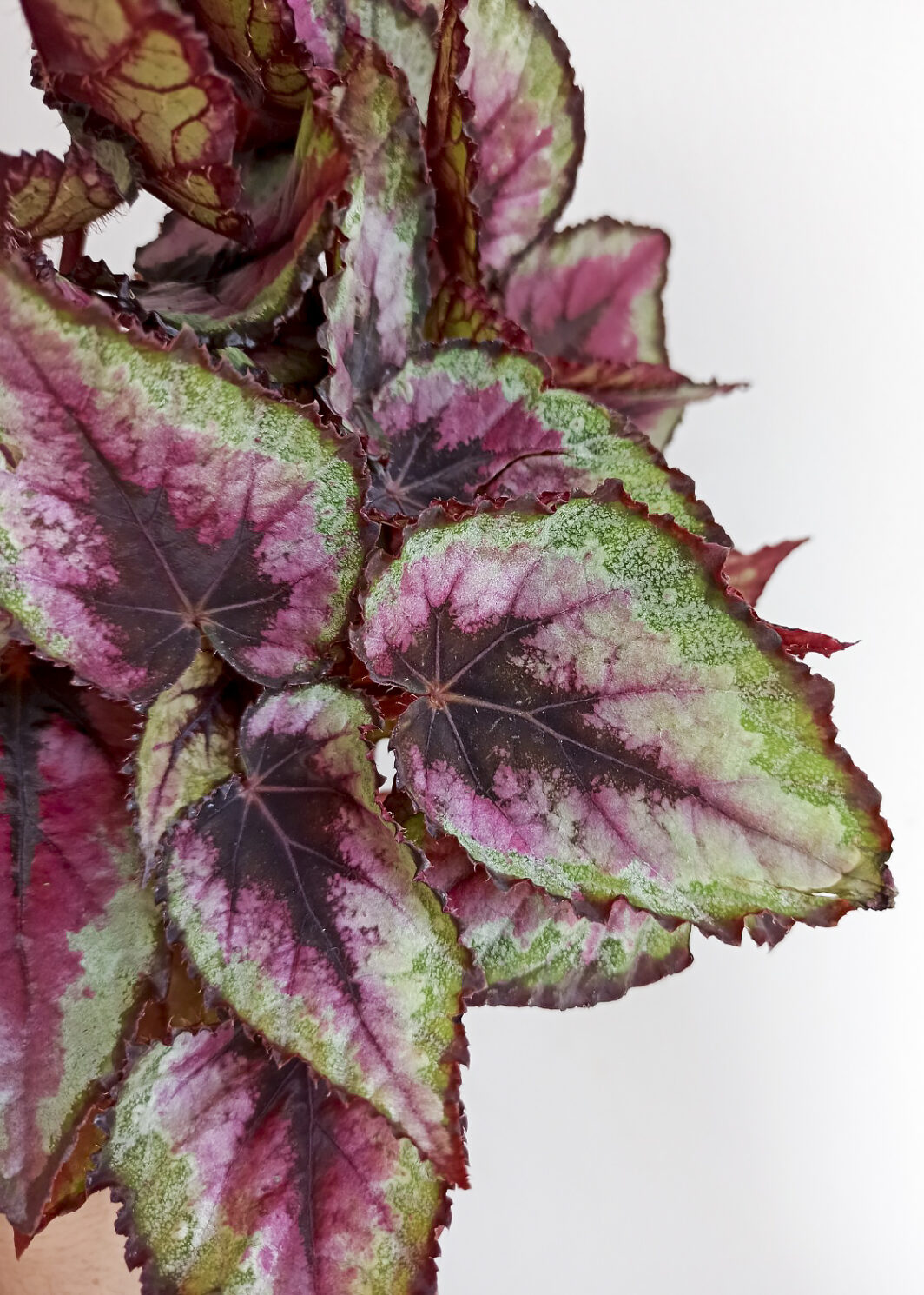 Begonias Rex - BEGONIASYMAS.COM