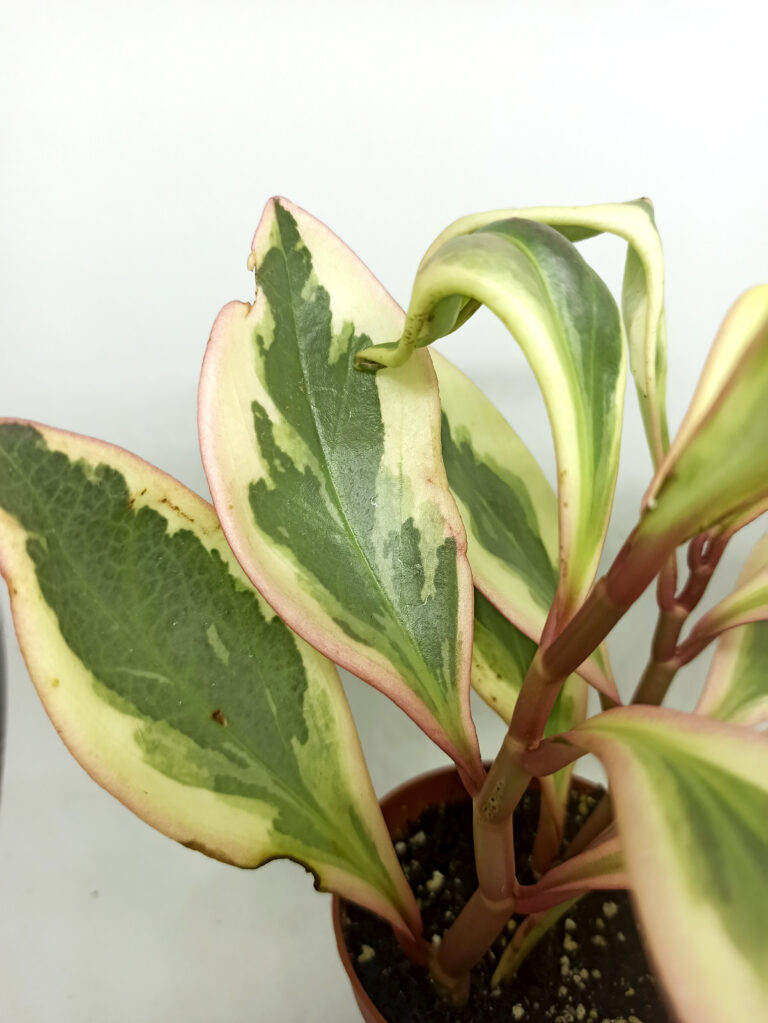 Peperomia clusiifolia variegata - BEGONIASYMAS.COM