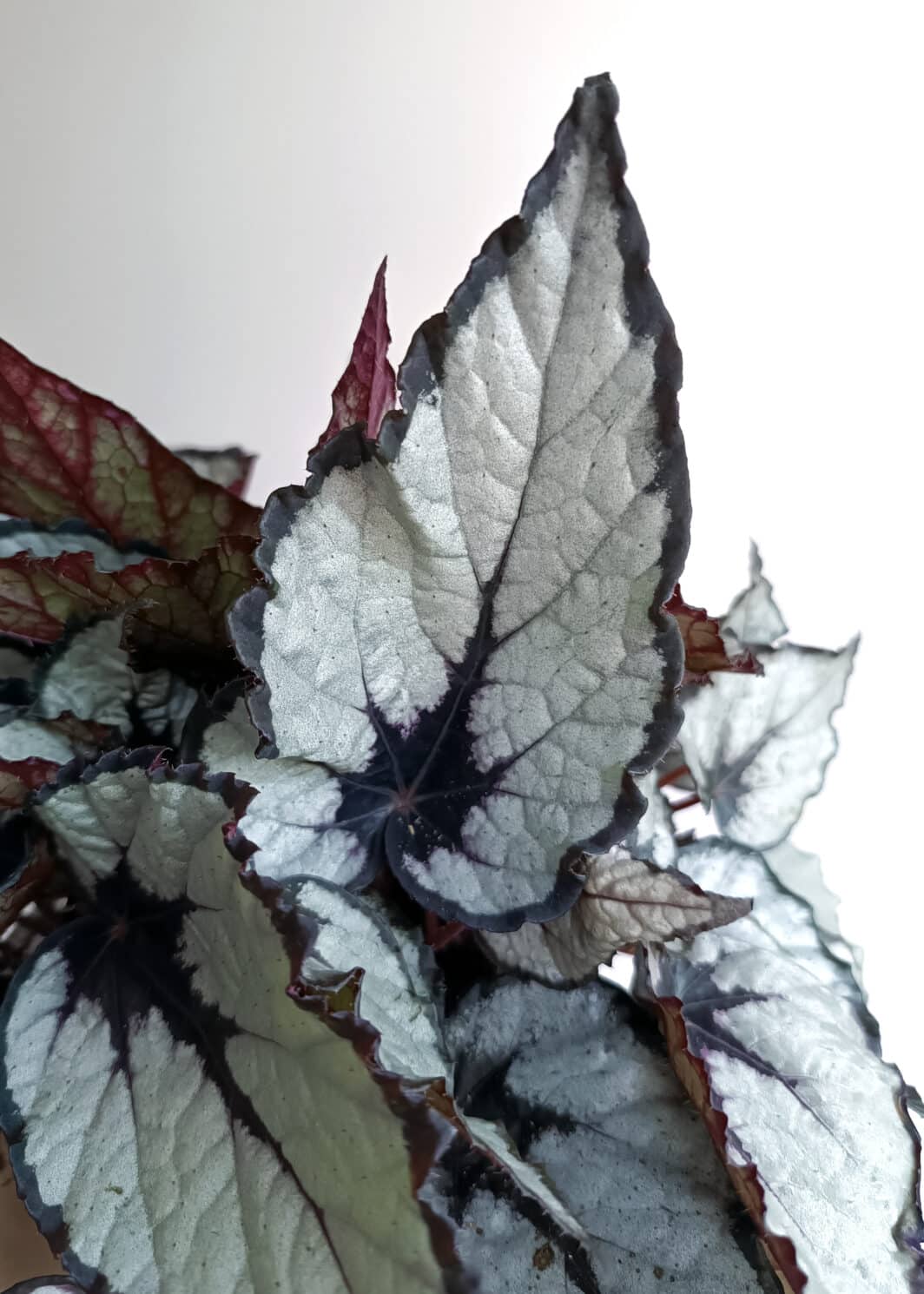 Begonias Rex - BEGONIASYMAS.COM