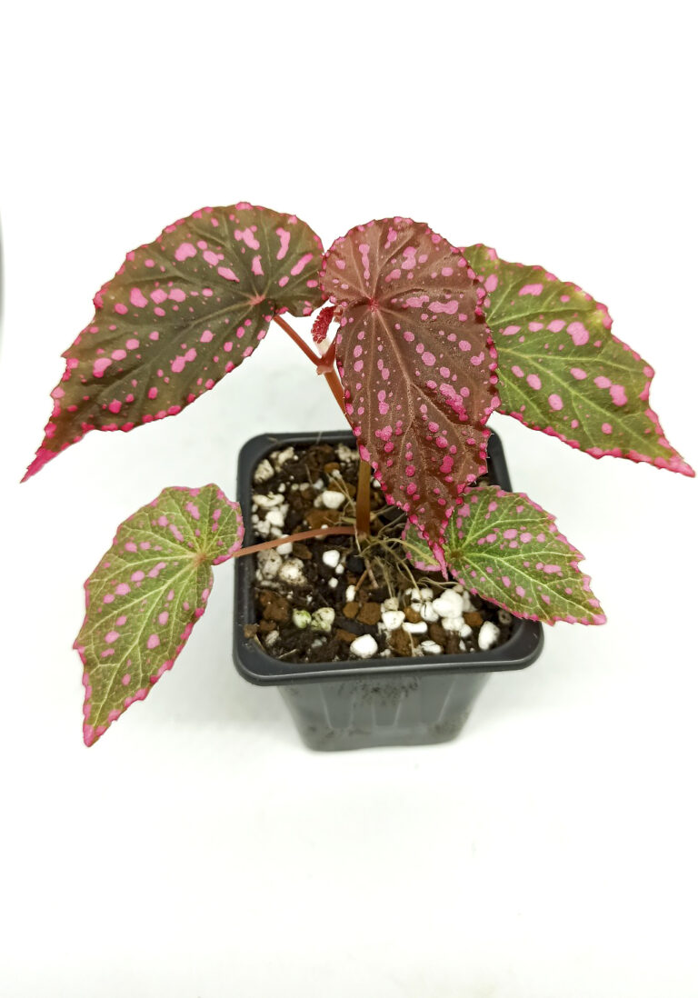 Premium Begonias - BEGONIASYMAS.COM