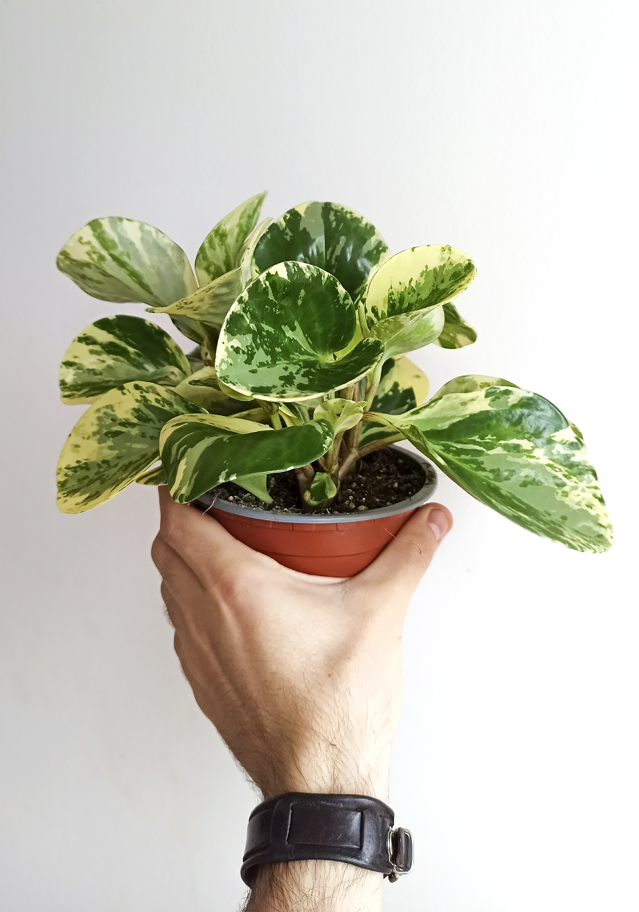 Peperomia obtusifolia "Golden Gate" - BEGONIASYMAS.COM