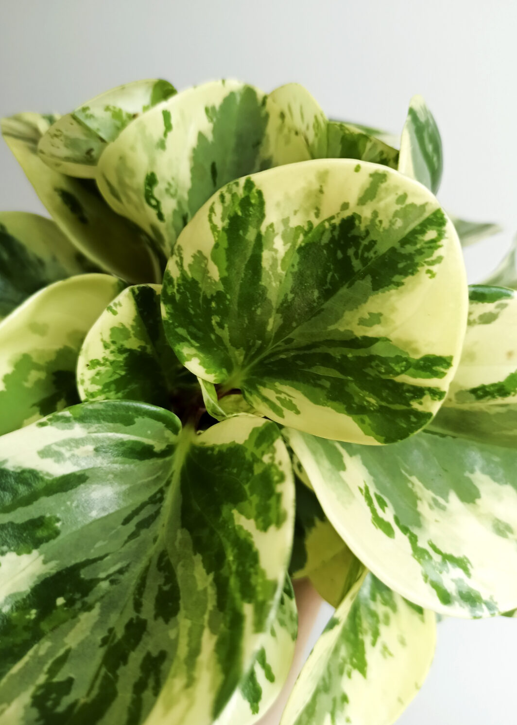 Peperomias - BEGONIASYMAS.COM