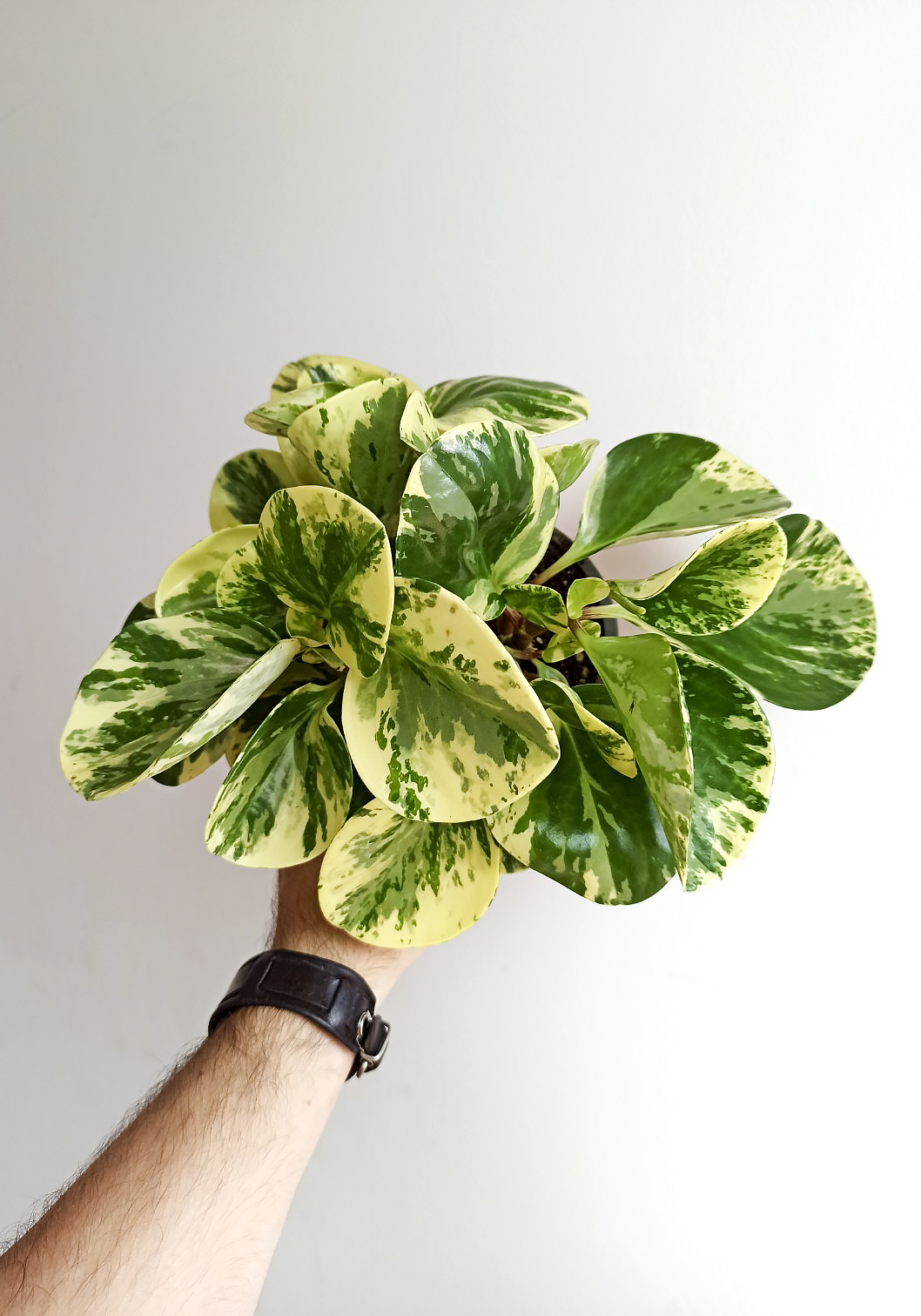 Peperomia obtusifolia "Golden Gate" - BEGONIASYMAS.COM