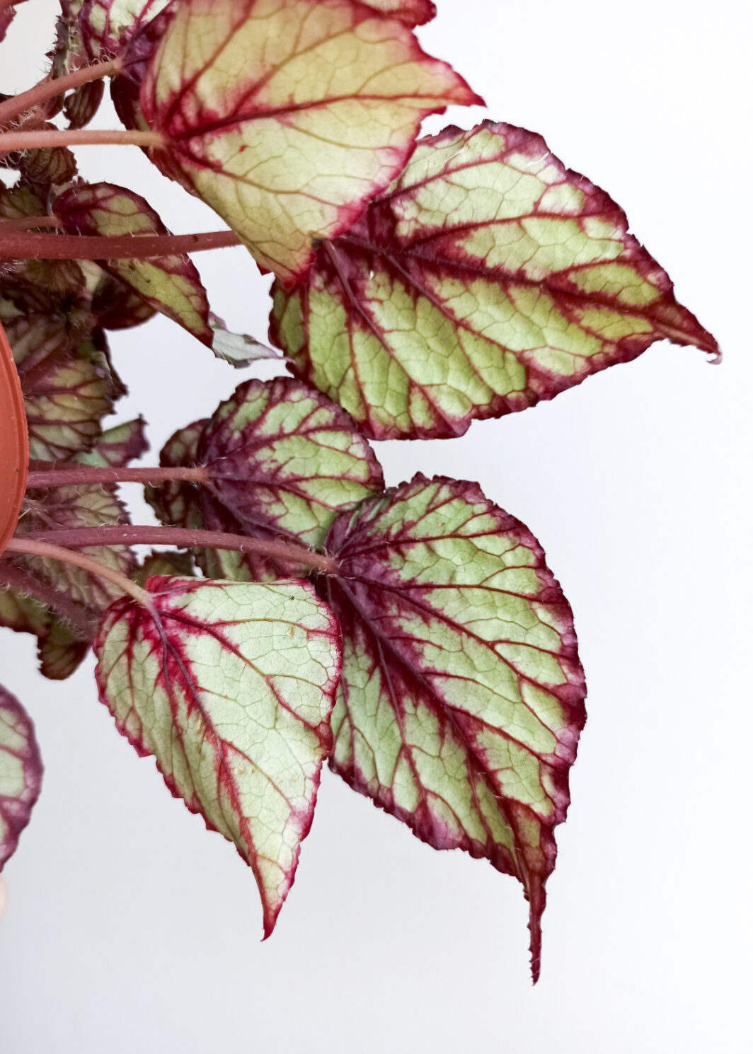 Begonias Rex - BEGONIASYMAS.COM