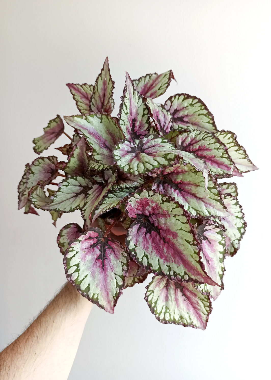 Begonias Rex - BEGONIASYMAS.COM