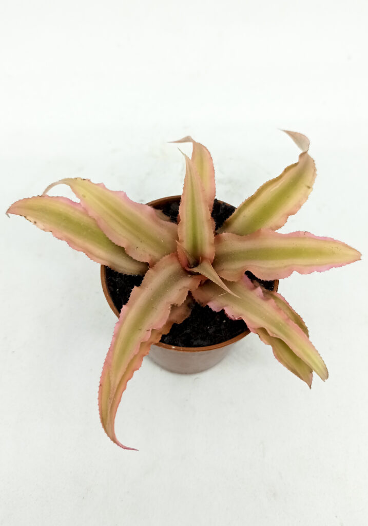 Cryptanthus bivittatus pink starlite - BEGONIASYMAS.COM